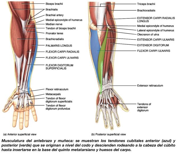 Tendinitis del cubital anterior y posterior - Synergia